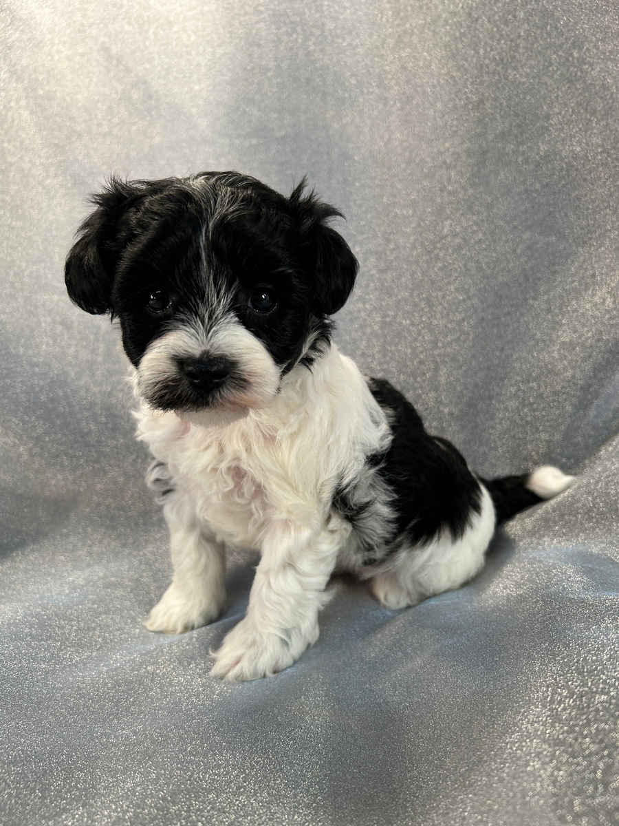 F1 Black and White Female Schnoodle Puppy for Sale, Iowa