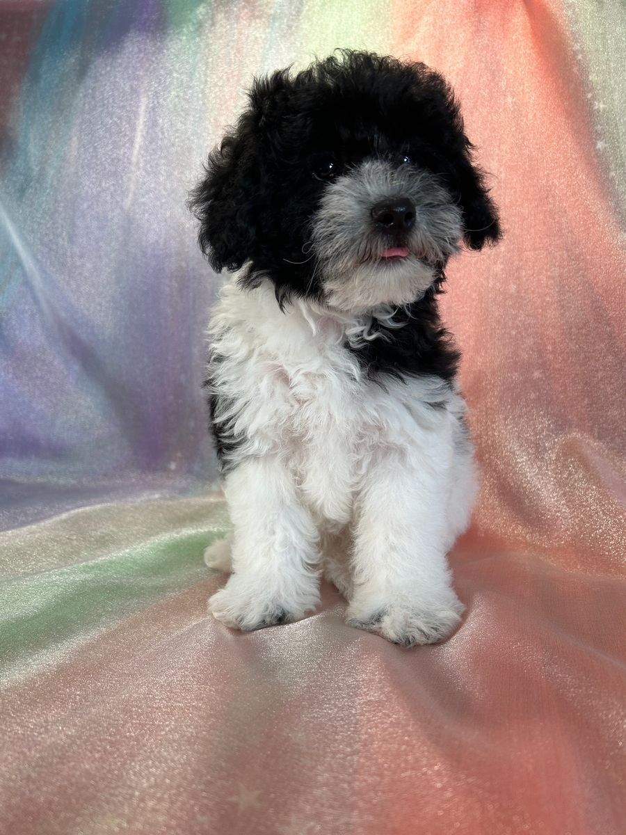 Schnoodle Puppies for Sale | Schnoodle Breeder in Iowa