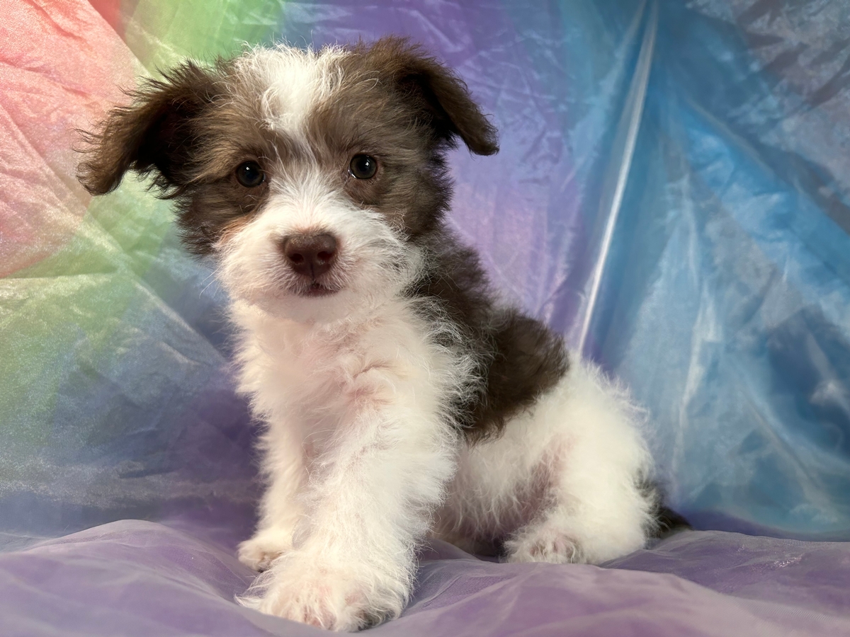 Chocolate and White Female Schnoodle Puppy for Sale in Iowa
