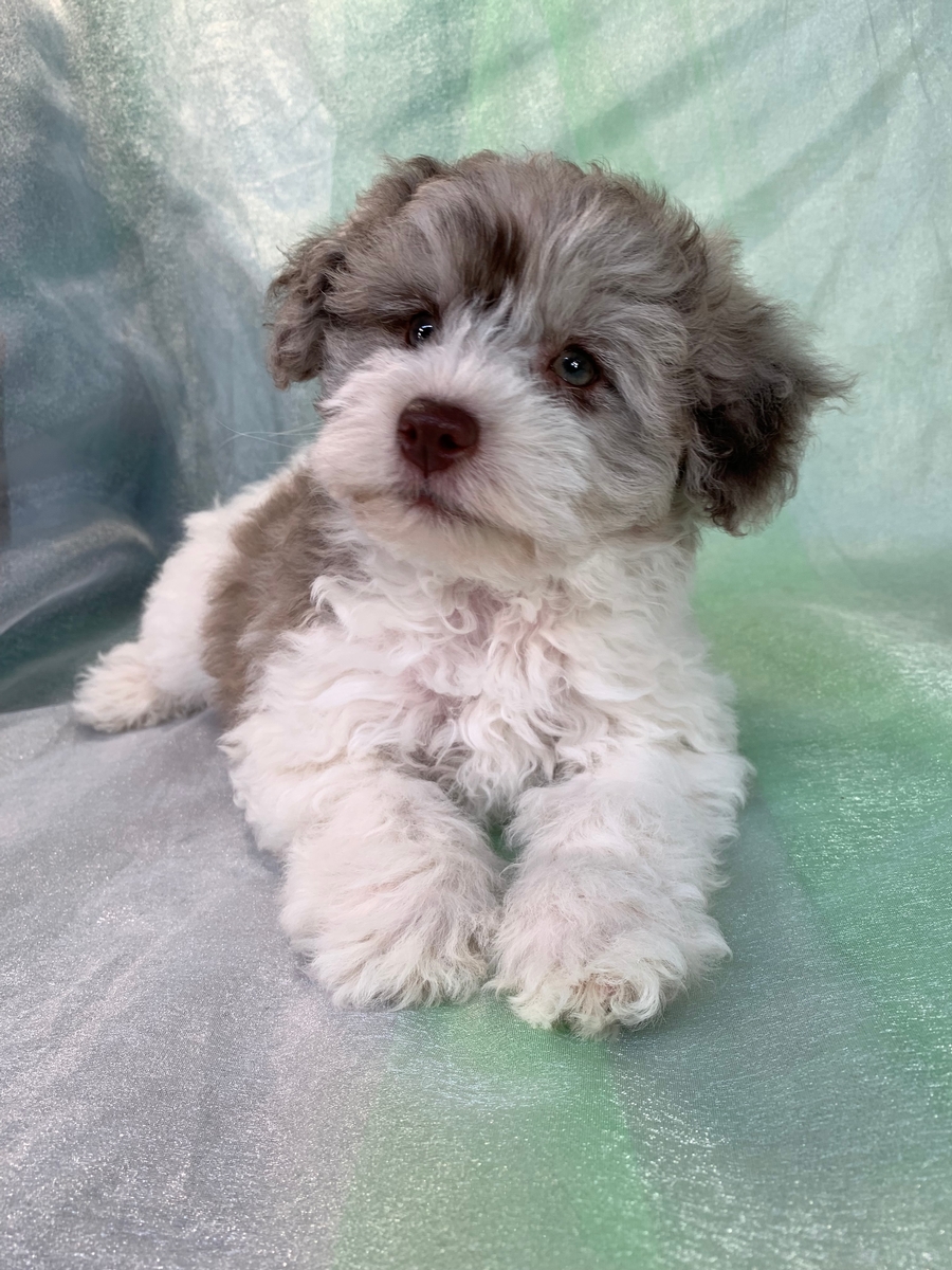 Mega Coat Schnoodles Available Now!