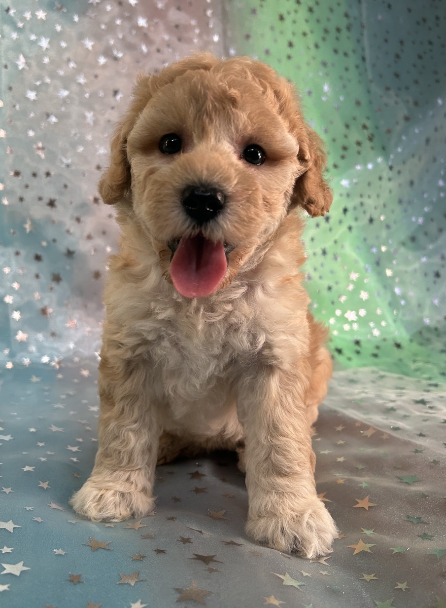 Female Apricot to Cream Miniature Schnoodle Puppy for Sale