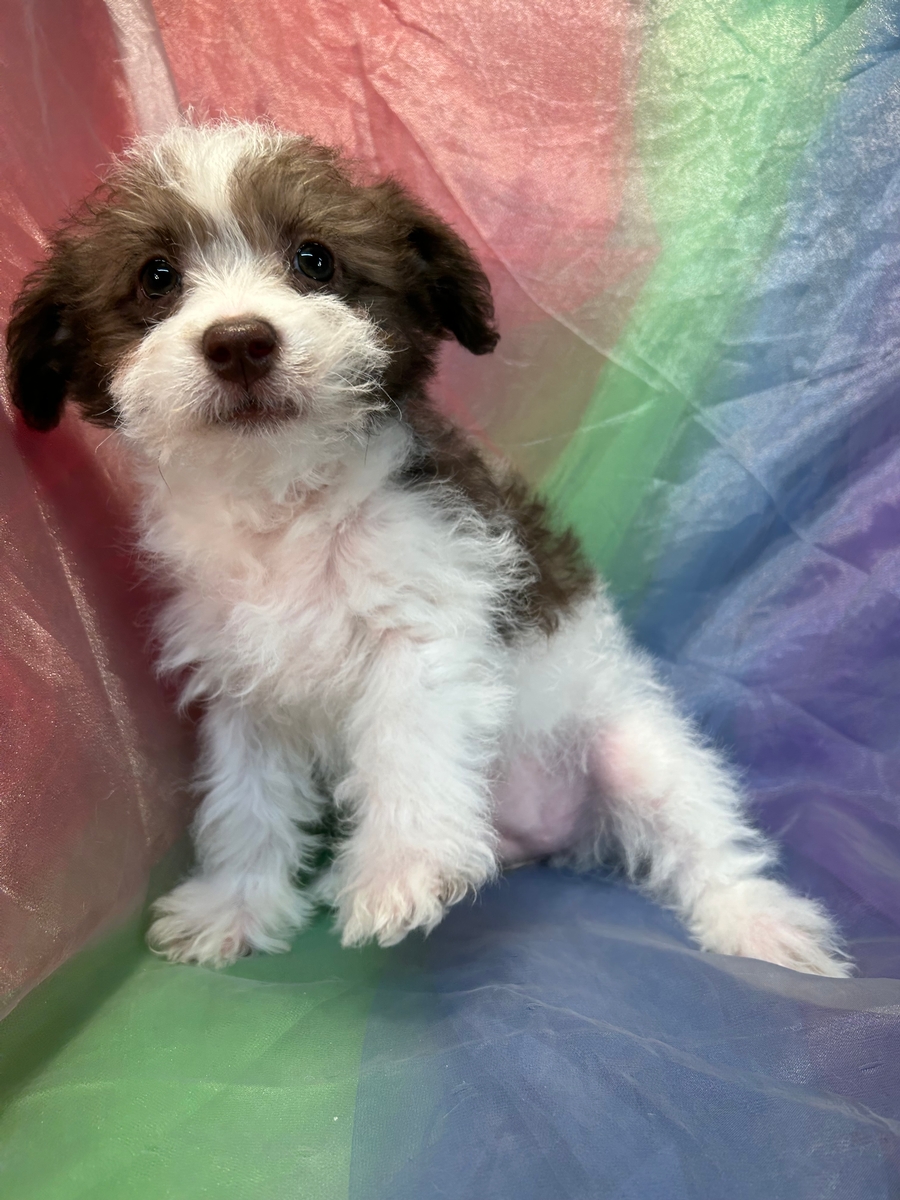 Chocolate and White Female Schnoodle Puppy for Sale in Iowa