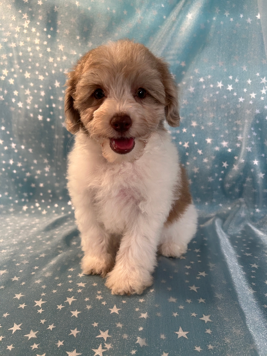 Sable Chocolate and White Mega Coat Mini Schnoodle Puppy for Sale
