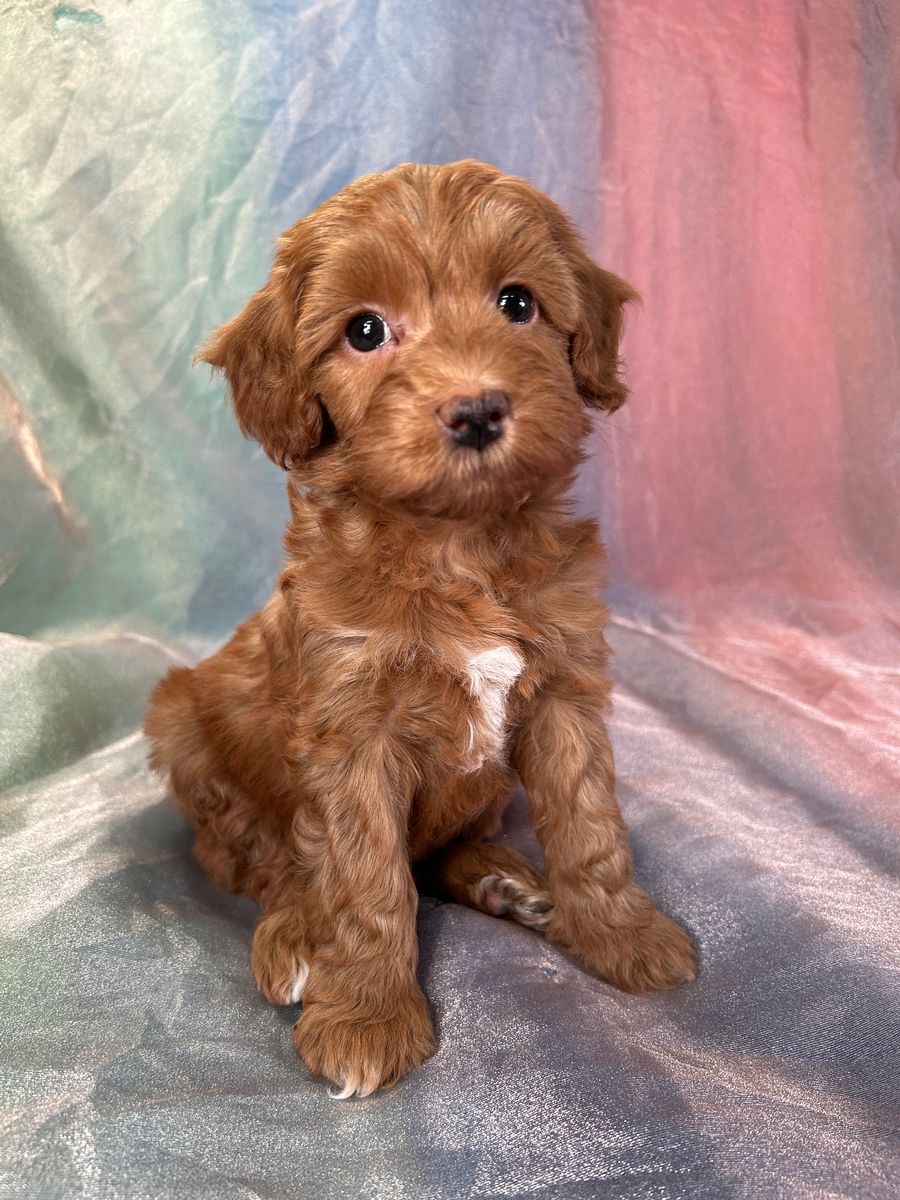 Professionally Bred Schnoodle Puppies in Iowa!