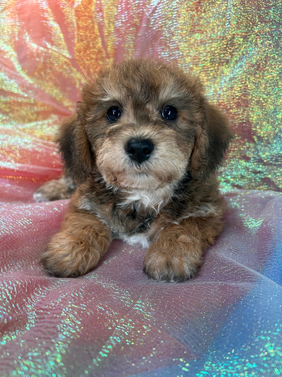 Four Female Schnoodle Puppies for Sale in Iowa
