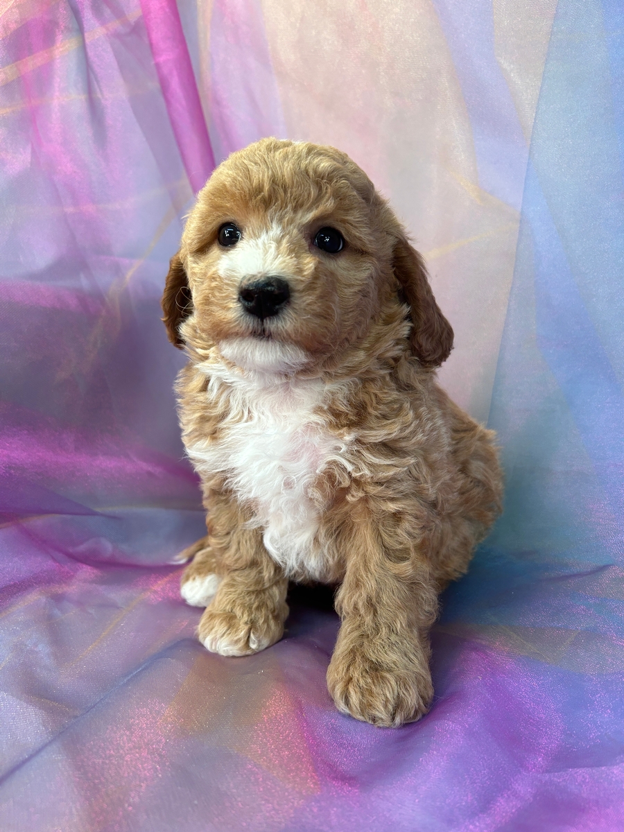 Red and White Bichon Poo Puppies for Sale, Iowa Breeder