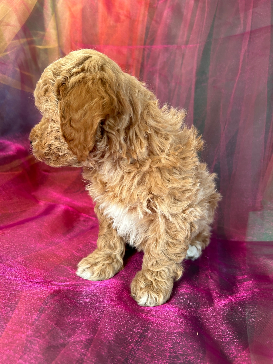 Bichon Poodle Breeders in Iowa with Puppies Ready Now