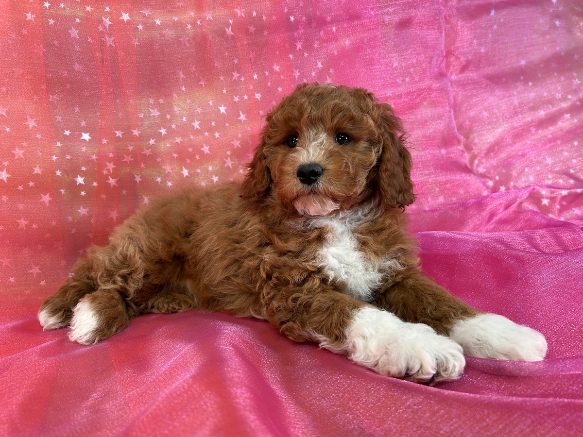 Cockapoo Puppies for Sale | Cockapoo Breeder in Iowa