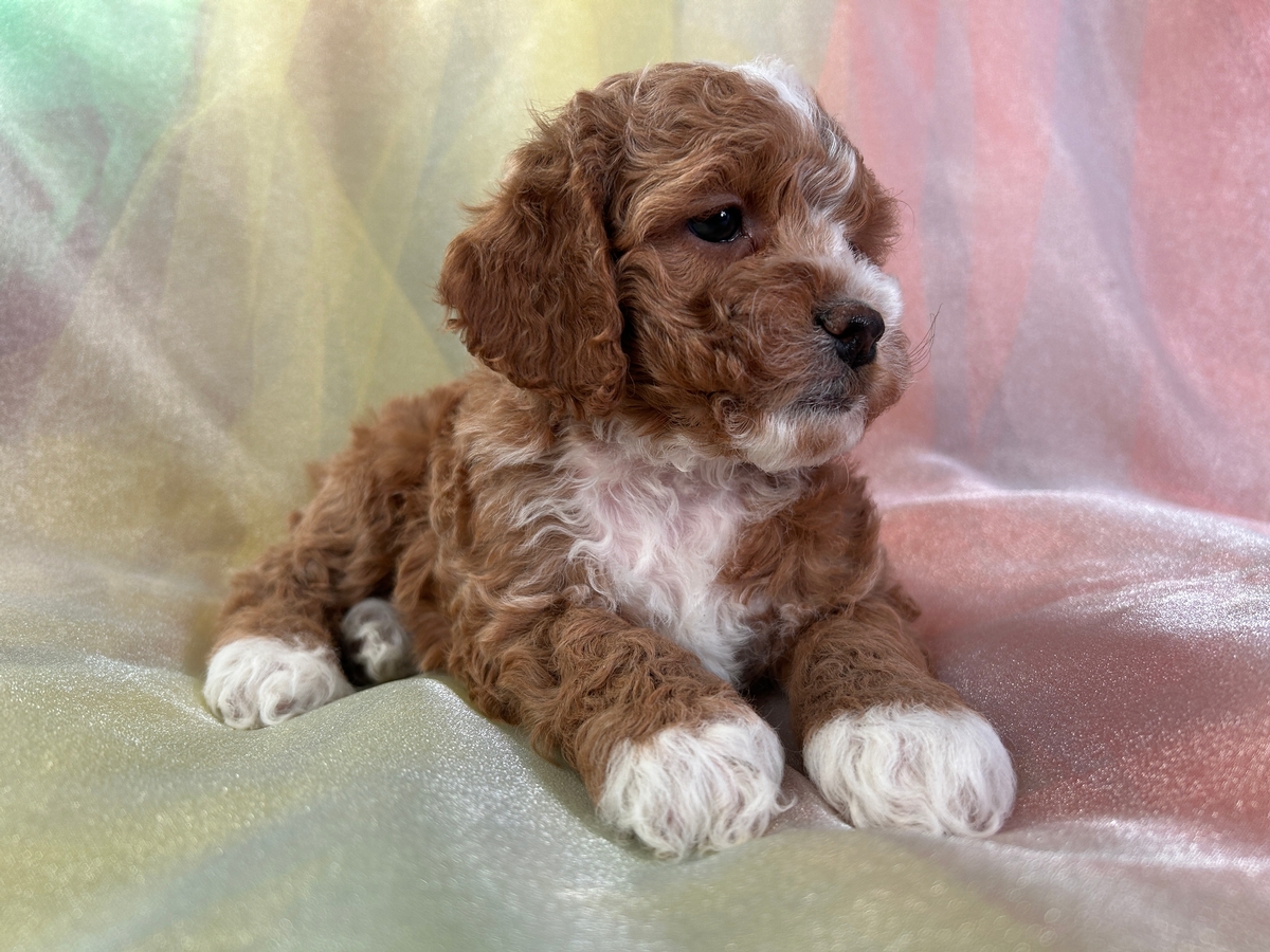 Professionally Bred Cockapoos, Red F1 Puppies with White Available!
