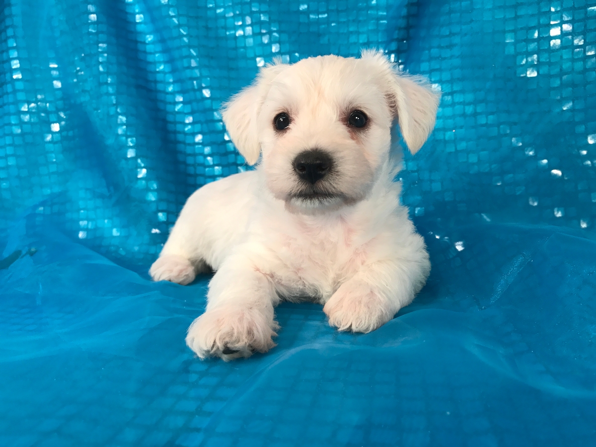 White Miniature Schnoodle Puppies for Sale