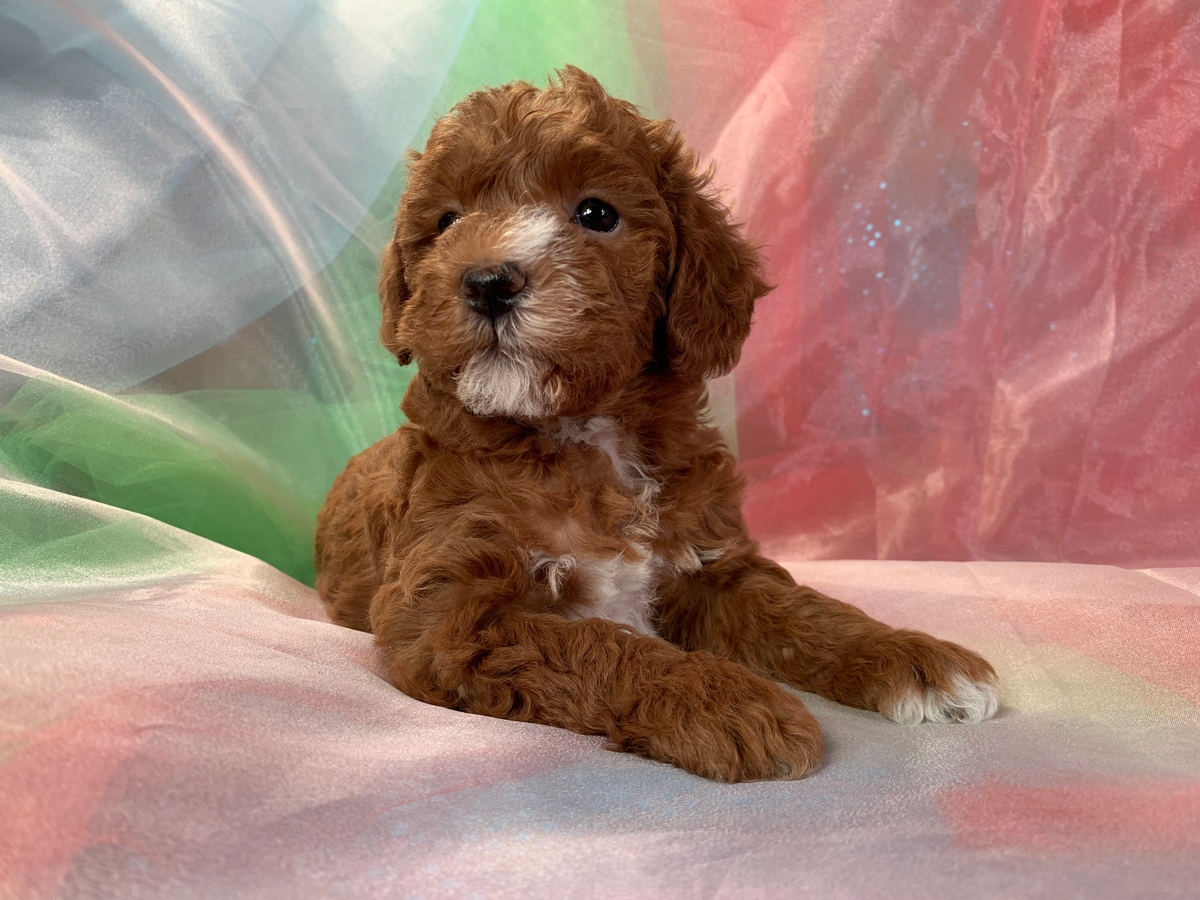 Dark Red Female Schnoodle Puppies for Sale in Iowa $1200