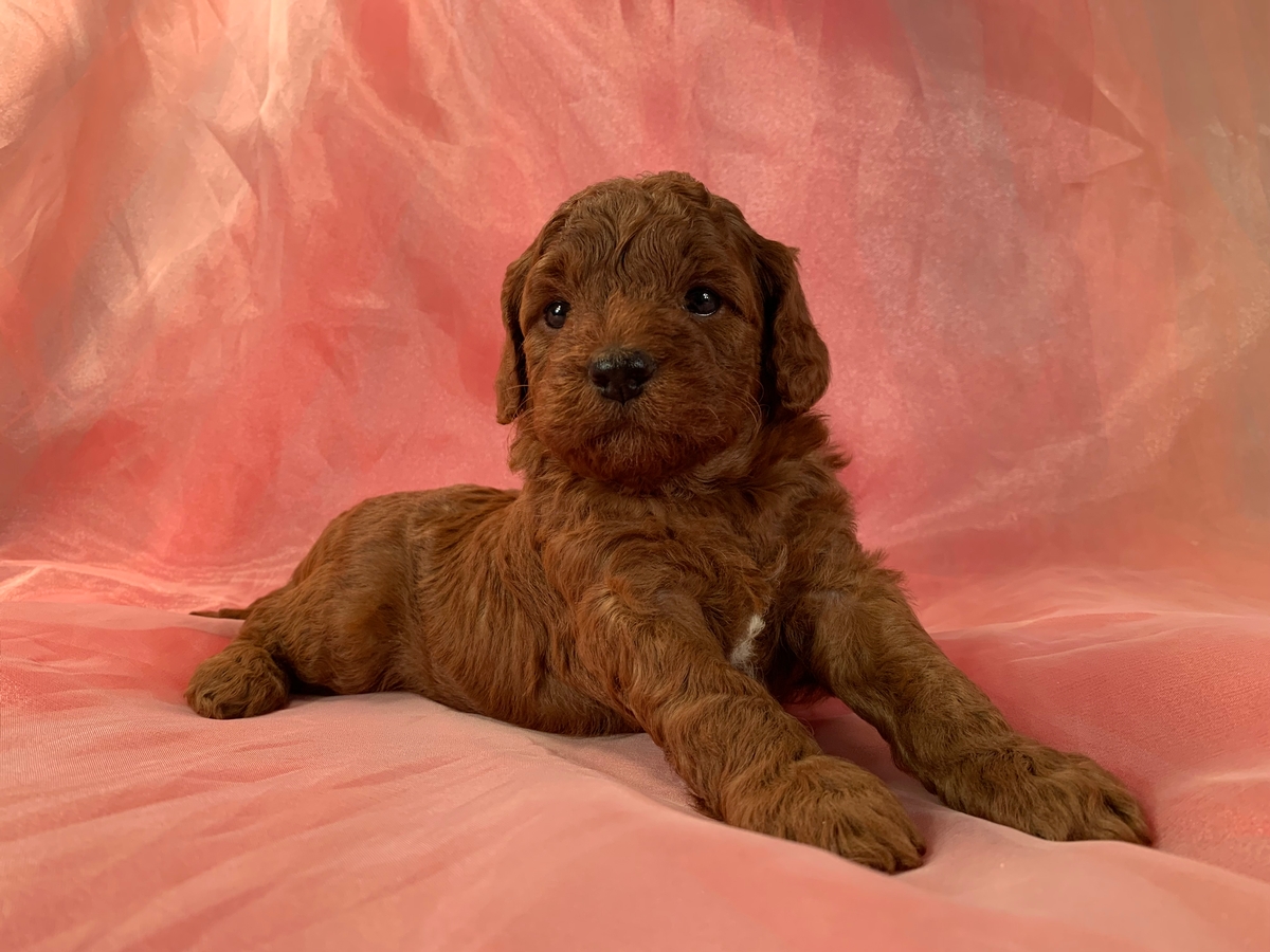 Bernedoodle For Sale Iowa at Charlotte Mcgowan blog