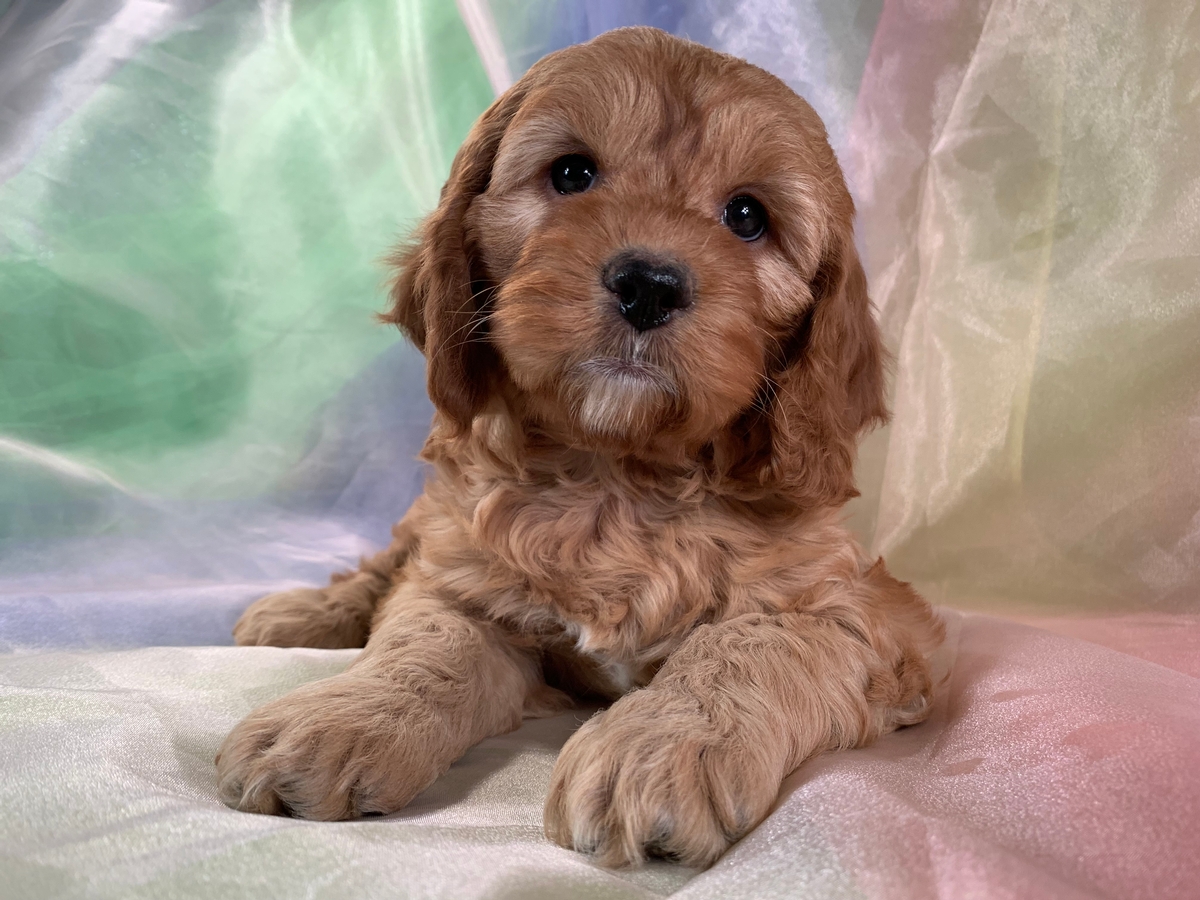 Cockapoo Puppies for Sale | Cockapoo Breeder in Iowa