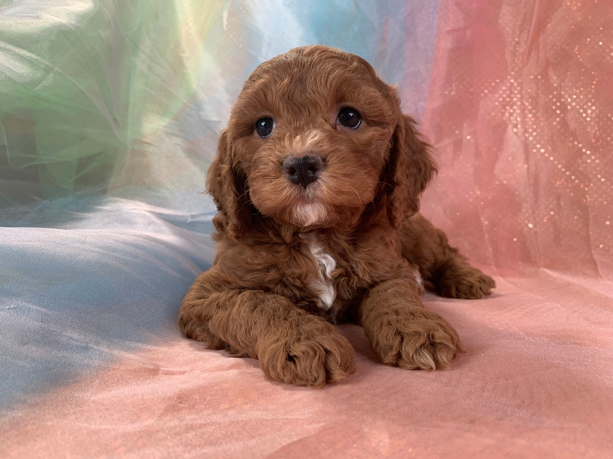 Dark Red Female Cockapoo Puppies for Sale in Iowa, $1200
