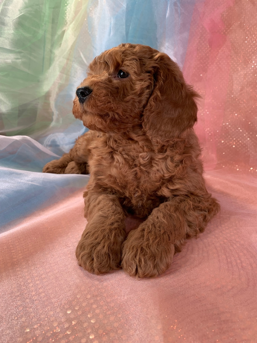 Iowa Breeders, Dark Red Mini Bernedoodle Puppies for Sale