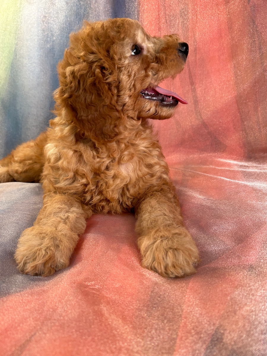 Ready Now! F1b Mini Goldendoodles in Iowa!