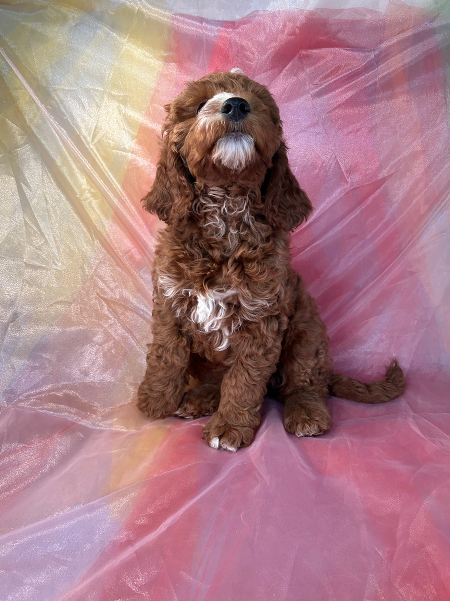 Dark Red F1b Mini Goldendoodle with White Markings Available Now!
