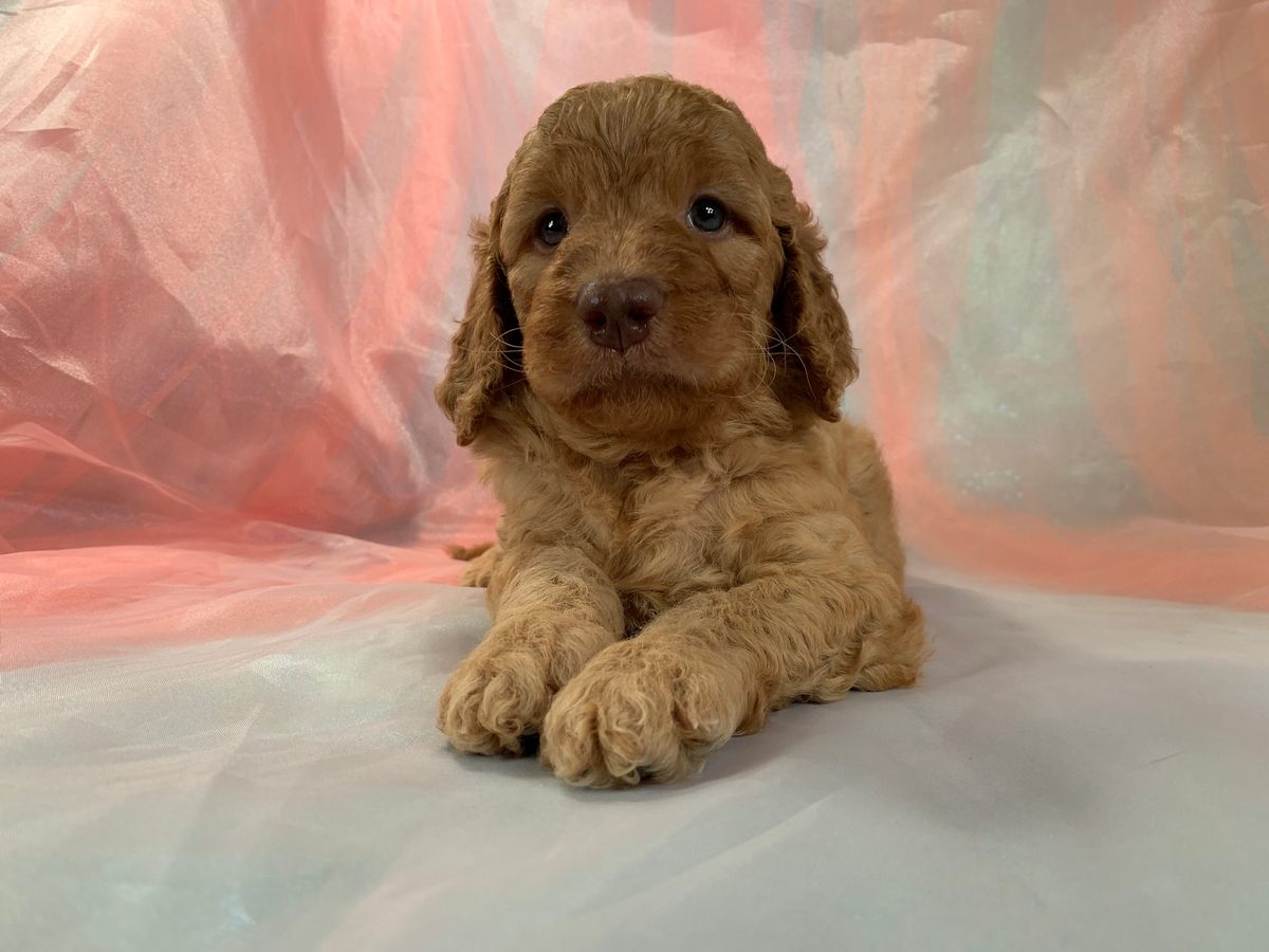 Mini Goldendoodles Available Now! Iowa Miniature Goldendoodle Breeders