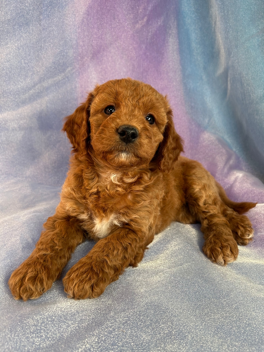 Iowa Breeder, Dark Red Mini Goldendoodle Puppies Available