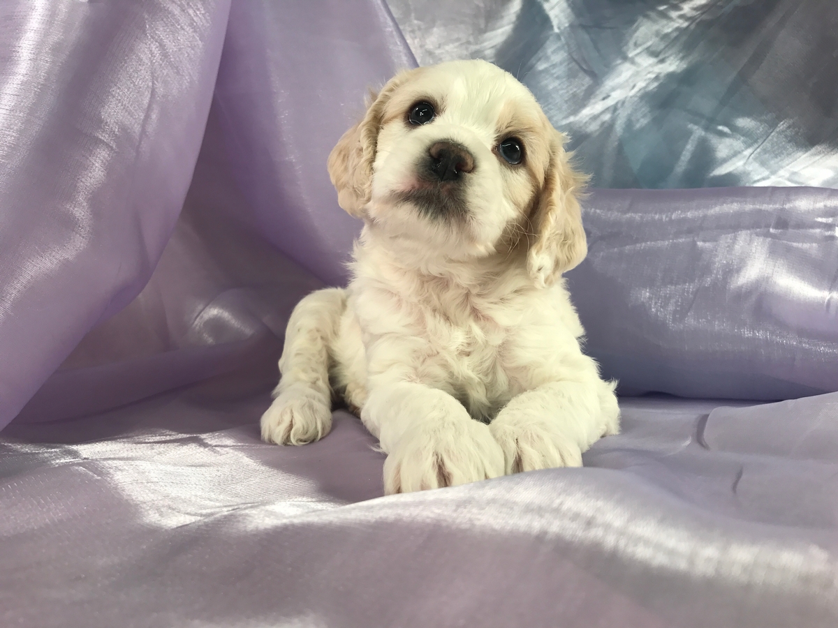 Cockapoo Breeder | Puppies for Sale | Apricot and White | Females and Males
