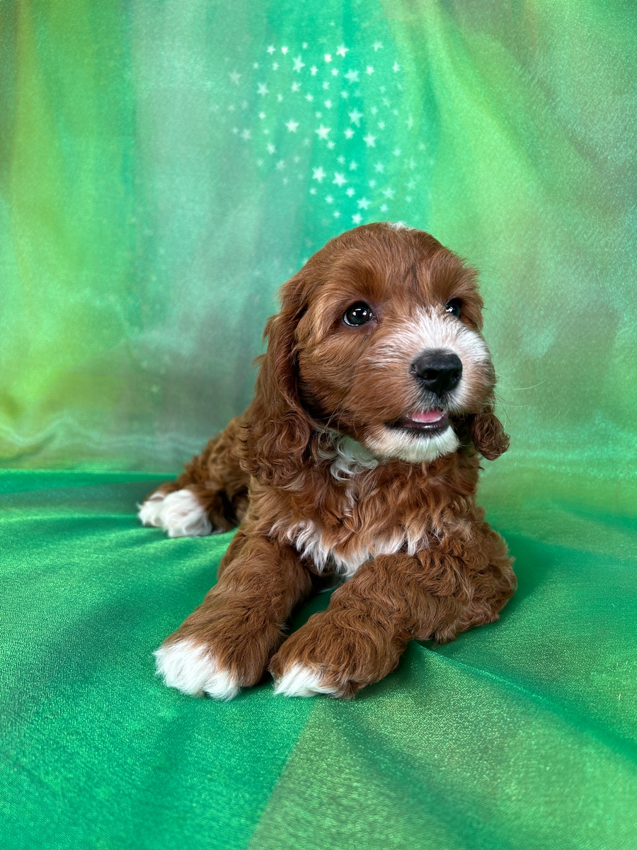 Iowa and Minnesota Cockapoo Pups, Dark Red with White Markings