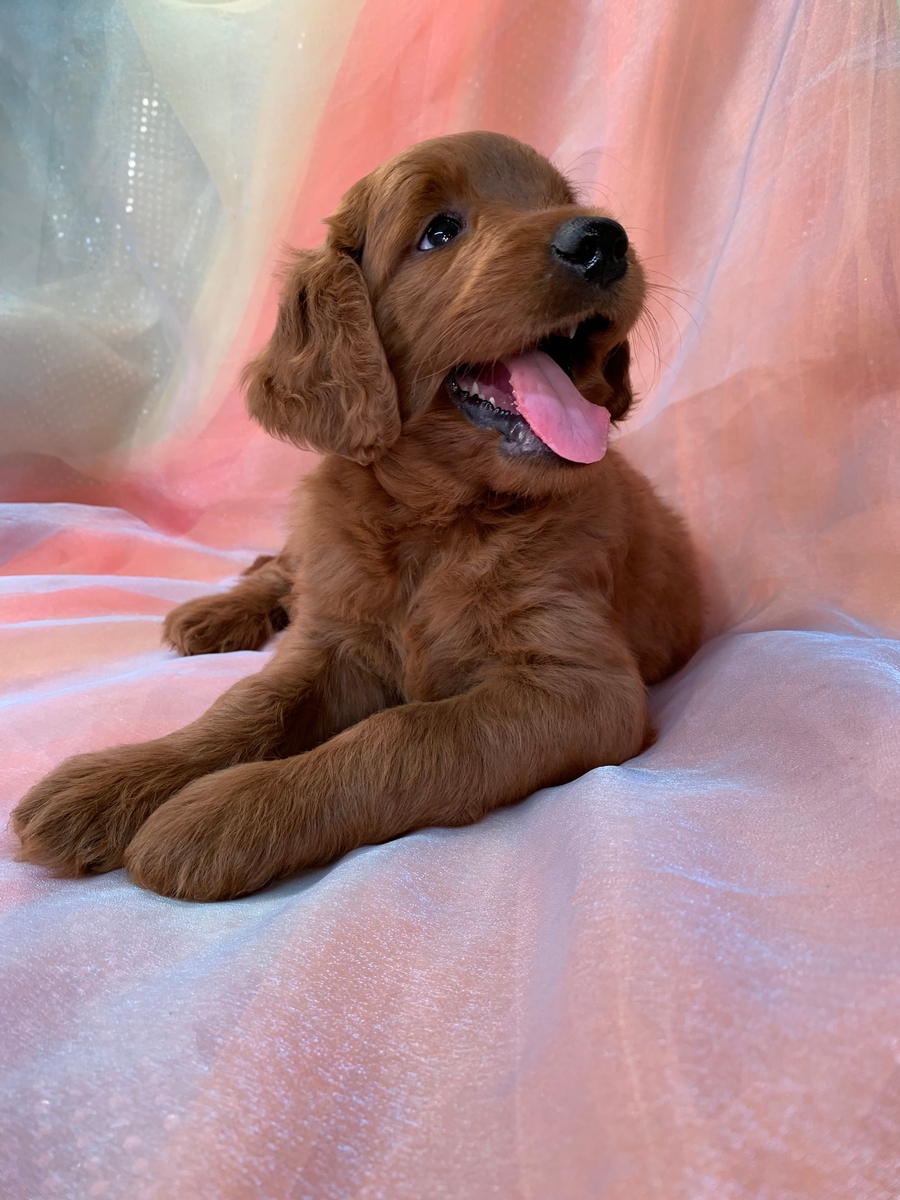 Iowa's Top Mini Goldendoodle Breeders Have Puppies for Sale Now!