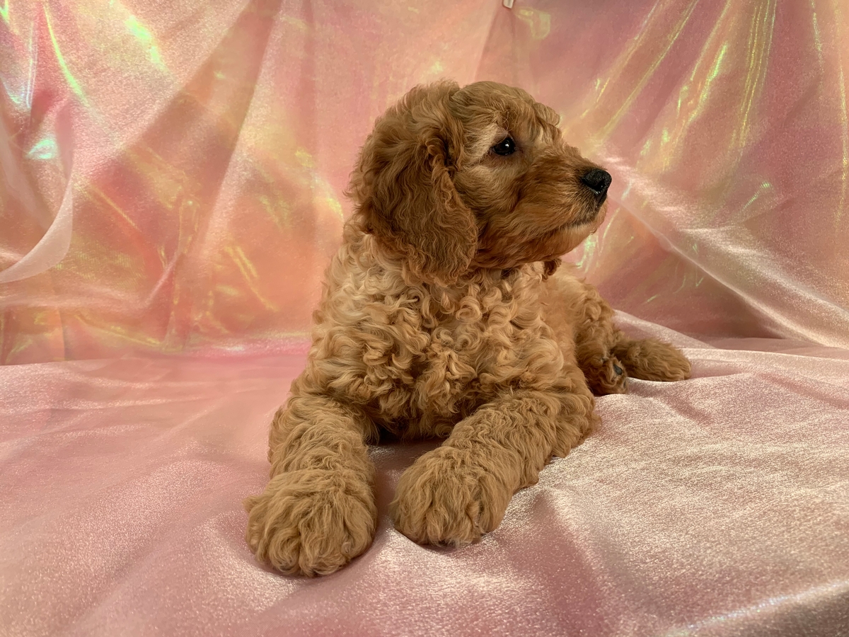 F1 Dark Red Mini Goldendoodle Puppies For Sale, Iowa Breeder