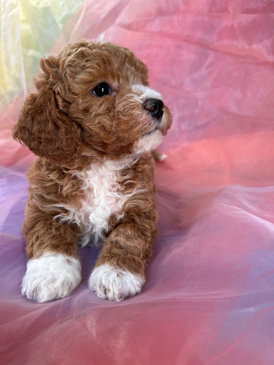 Iowa Breeders with Bichon Poodle Puppies for Sale