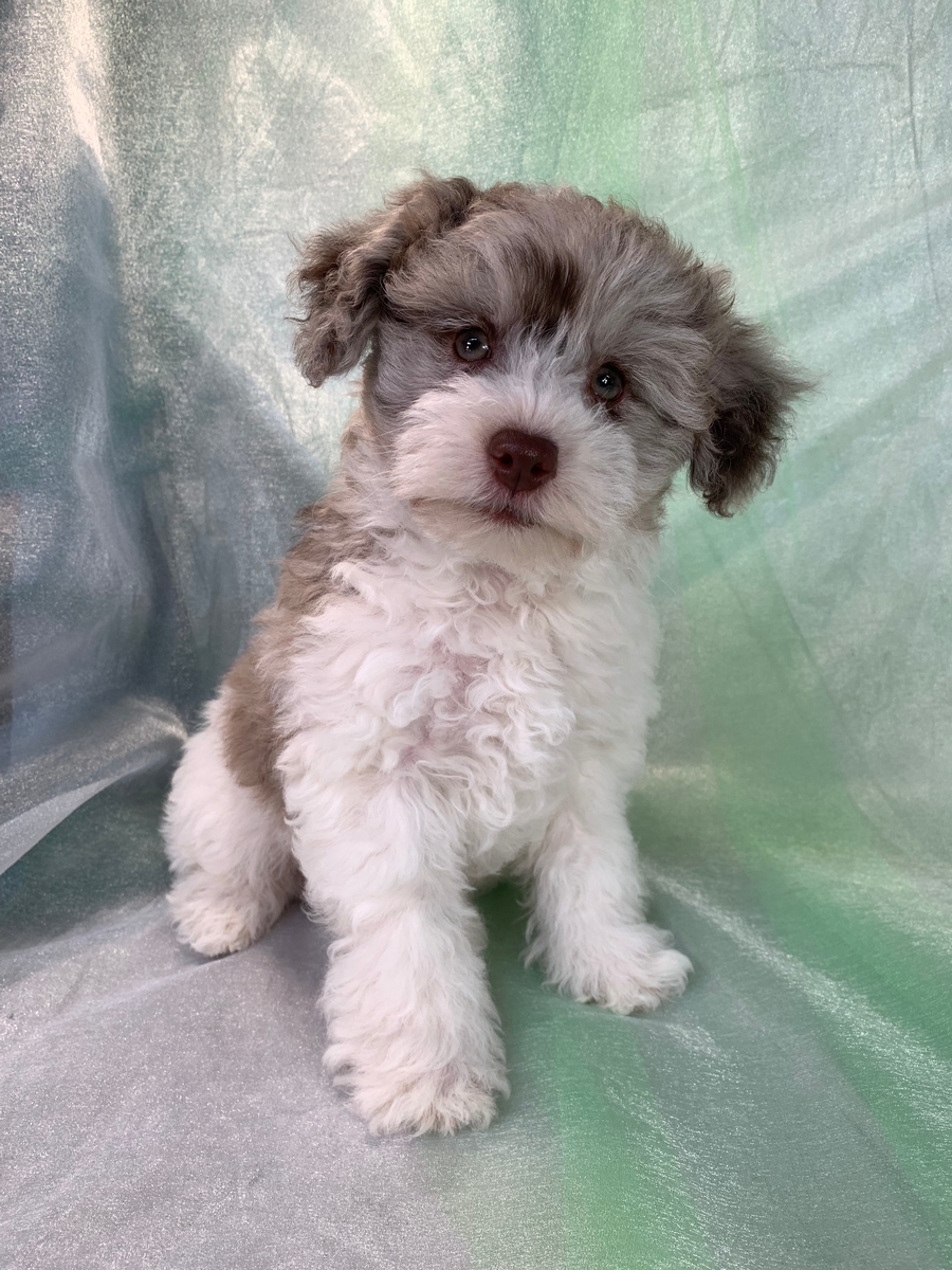 Schnoodle Puppies for Sale | Schnoodle Breeder in Iowa