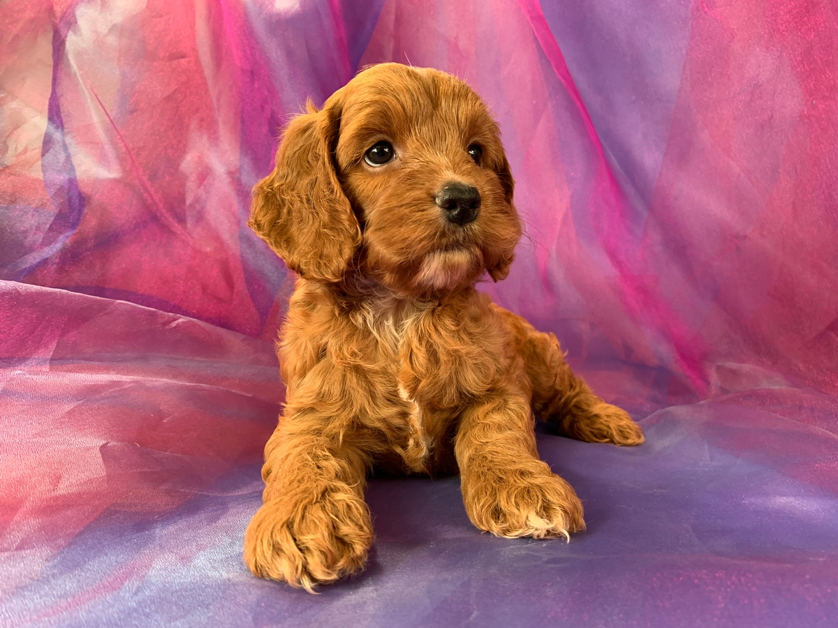 Eight Week Old Dark Red Female Cockapoo Puppies For Sale