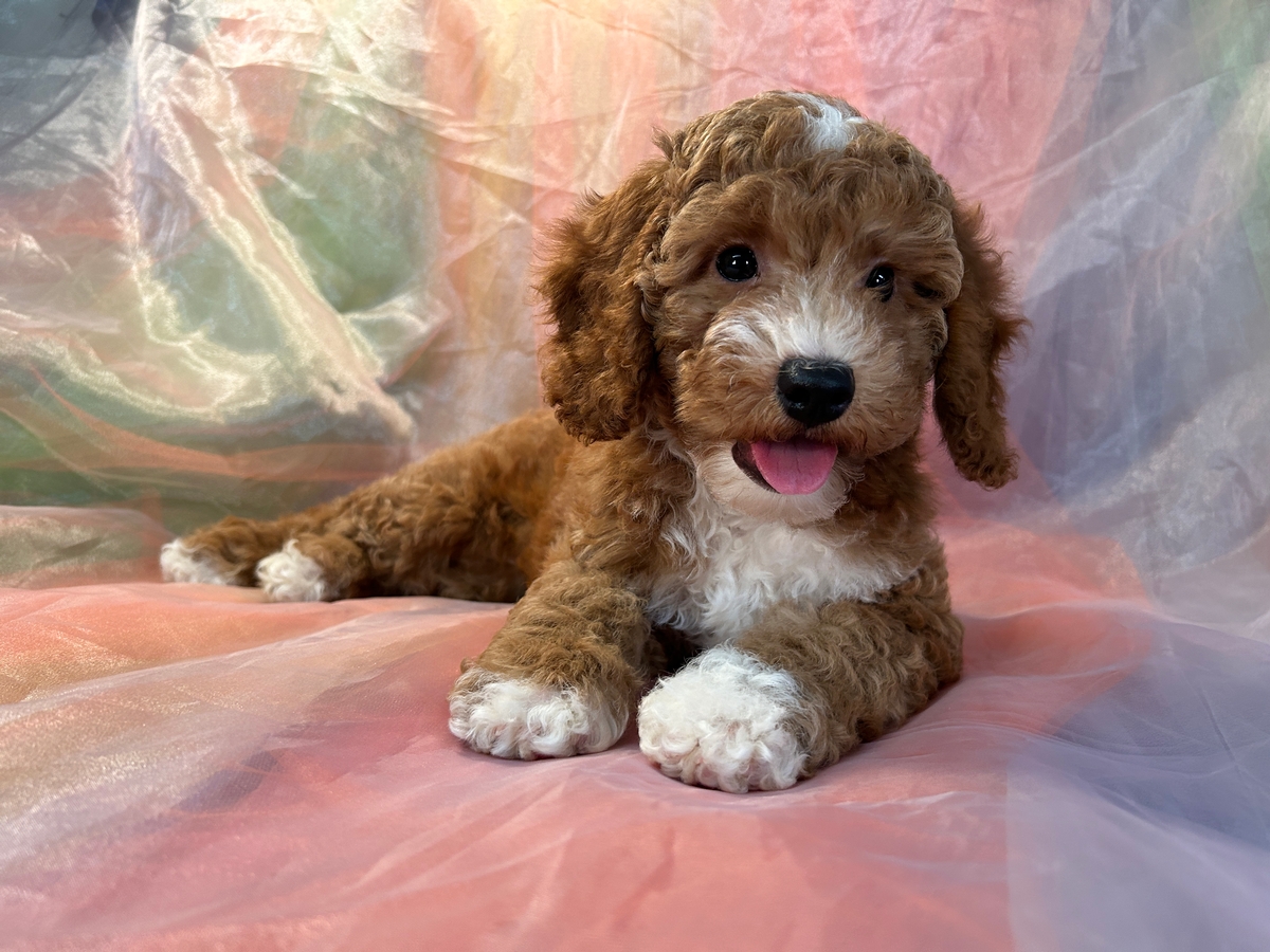Iowa and Minnesota! Cockapoo Puppies Ready Now!