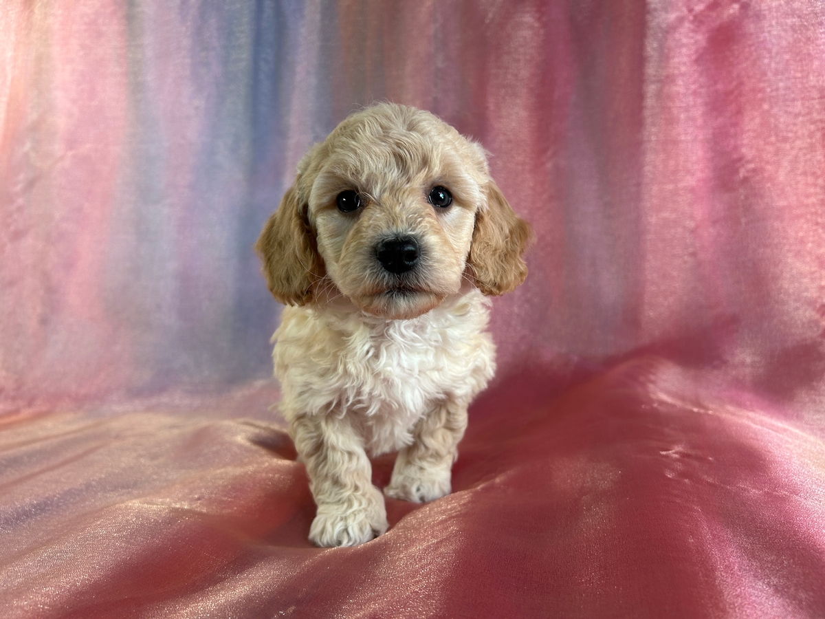 Bichon Poodle Breeder in North Iowa Near I-35