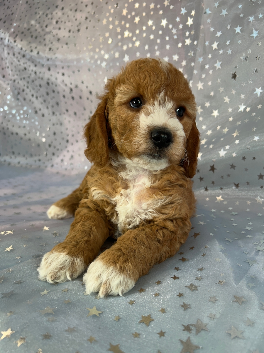 Joice Iowa, Cockapoo Puppies for Sale, Puppies Ready