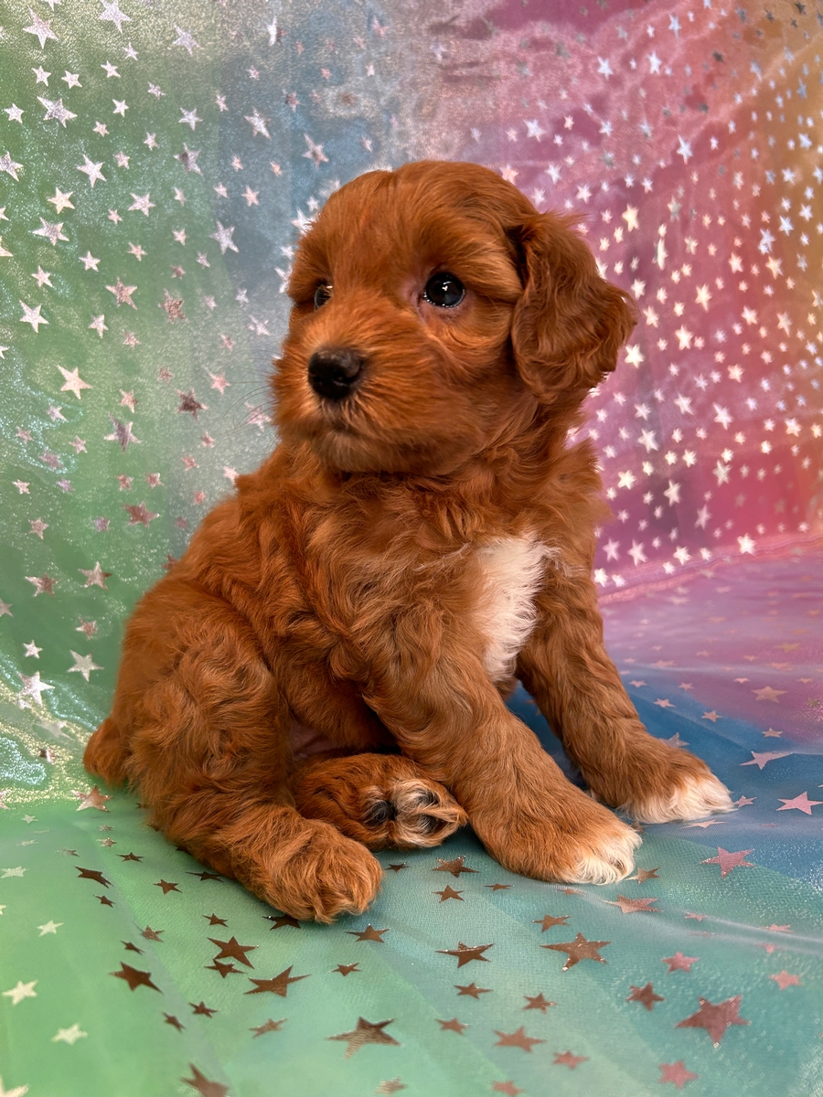 Miniature Schnoodle Litter, Puppies Ready Soon!