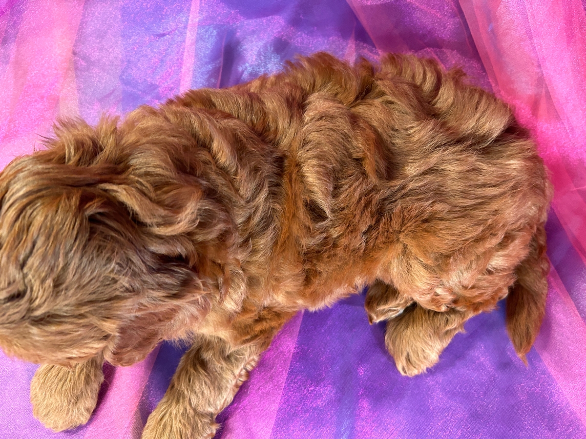 Iowa and Minnesota Breeders, Dark Red Miniature Bernedoodles fpr Sale