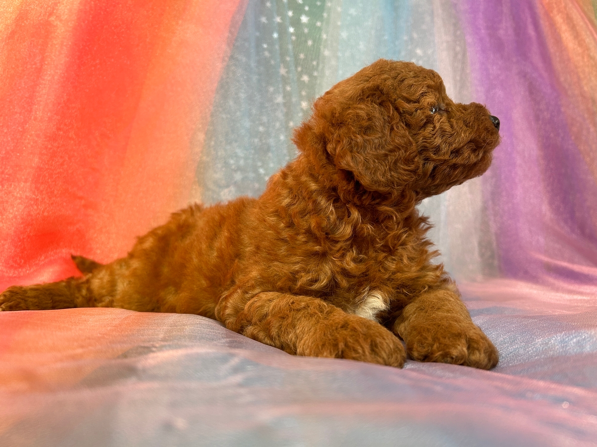 Dark Red Mini Bernedoodles with White Markings for Sale