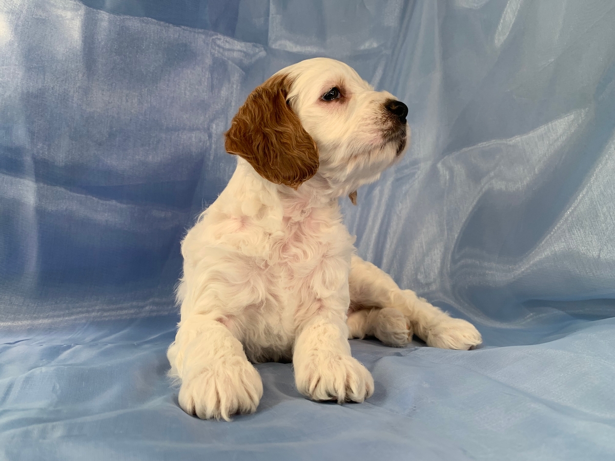 F1 White Cockapoos, Dark Red Markings, Iowa Breeder, Available Now!