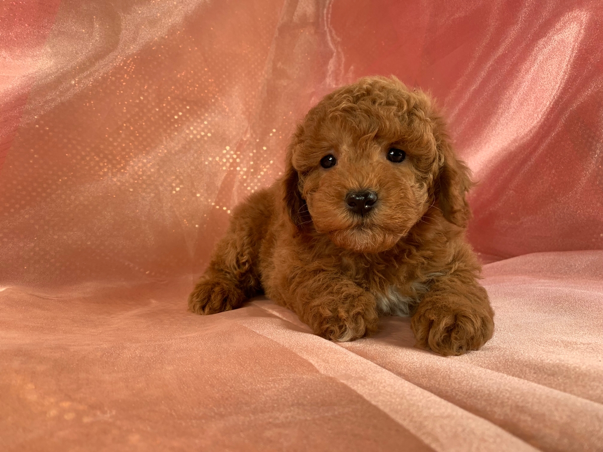 Dark Red Mini Schnoodle Puppies for Sale in Iowa $1200