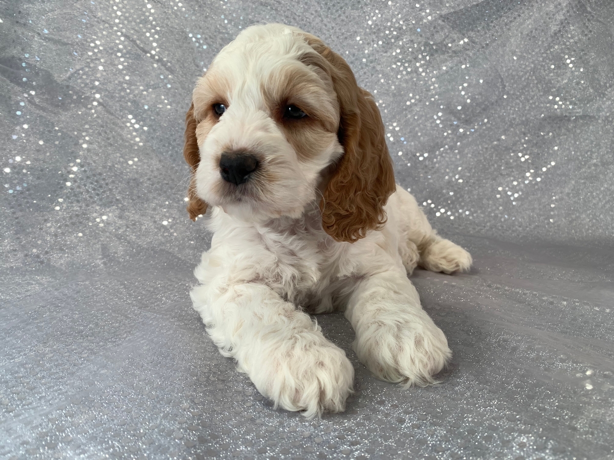 White Cockapoos With Red Markings For Sale, Professional Iowa Breeders!
