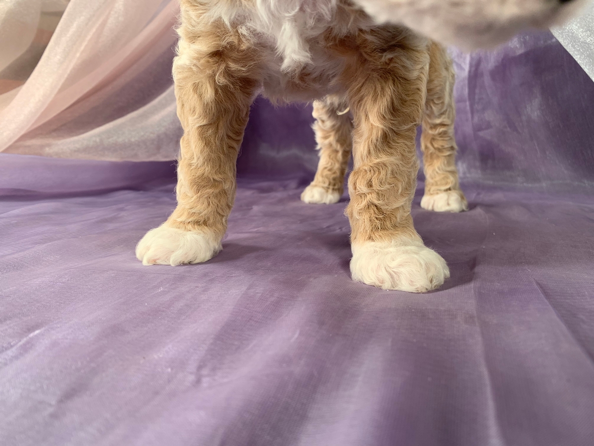 Cockapoos, Iowa, Big White Blaze, Four White Feet, For Sale