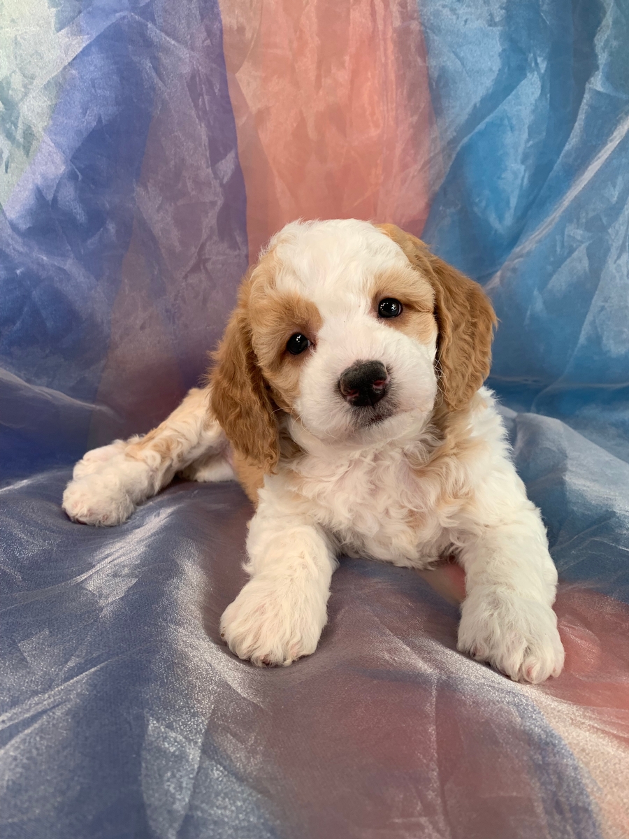 Sale! Mini Goldendoodle Bichon Poo Puppies for Sale in Iowa!