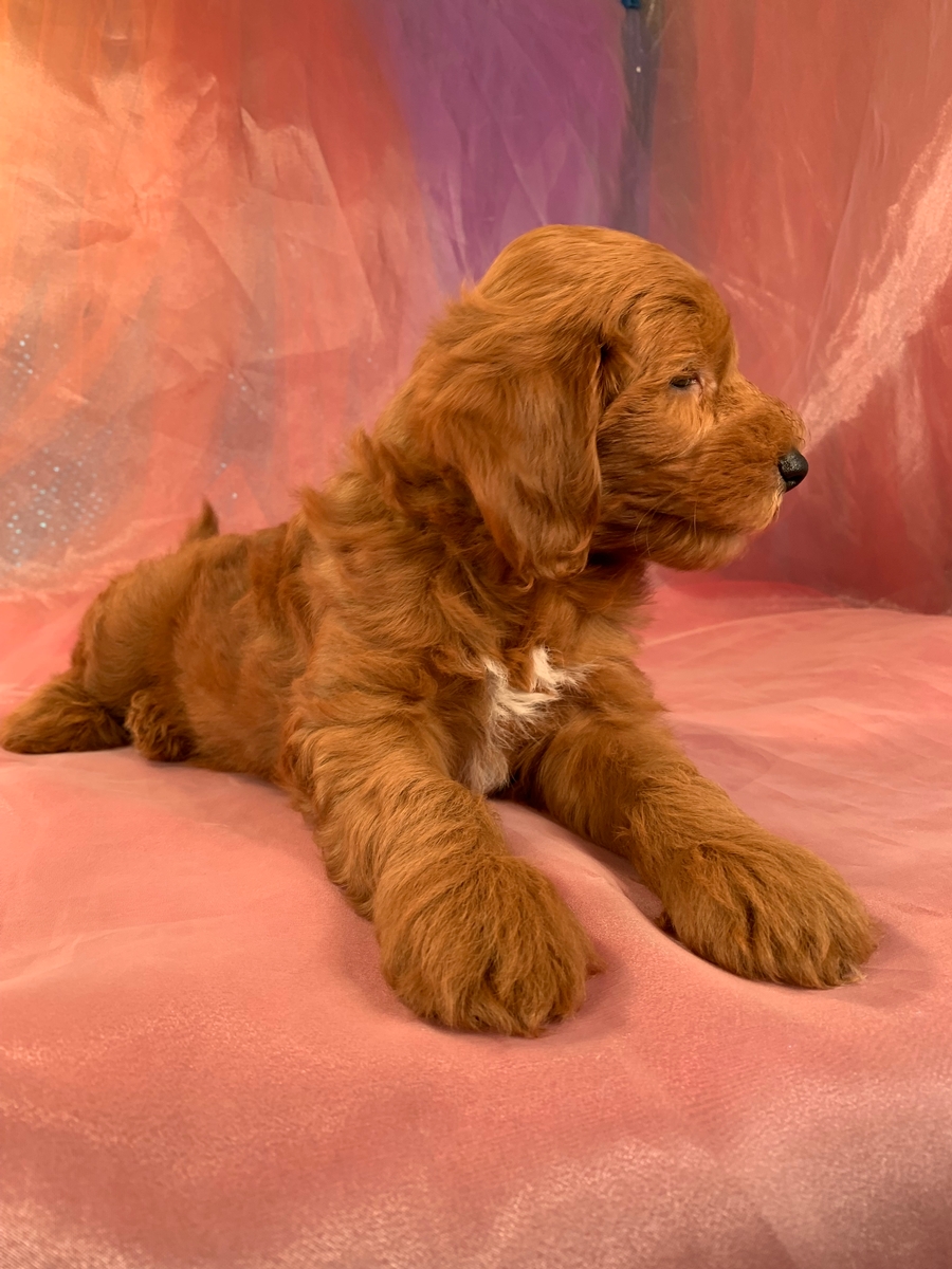 Dark Red Mini Goldendoodles, Iowa Breeder, Available Now!