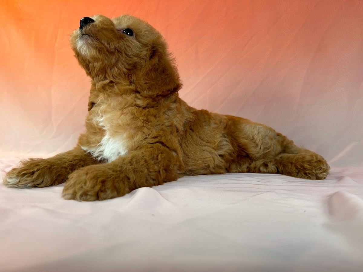 Schnoodle Puppies for Sale