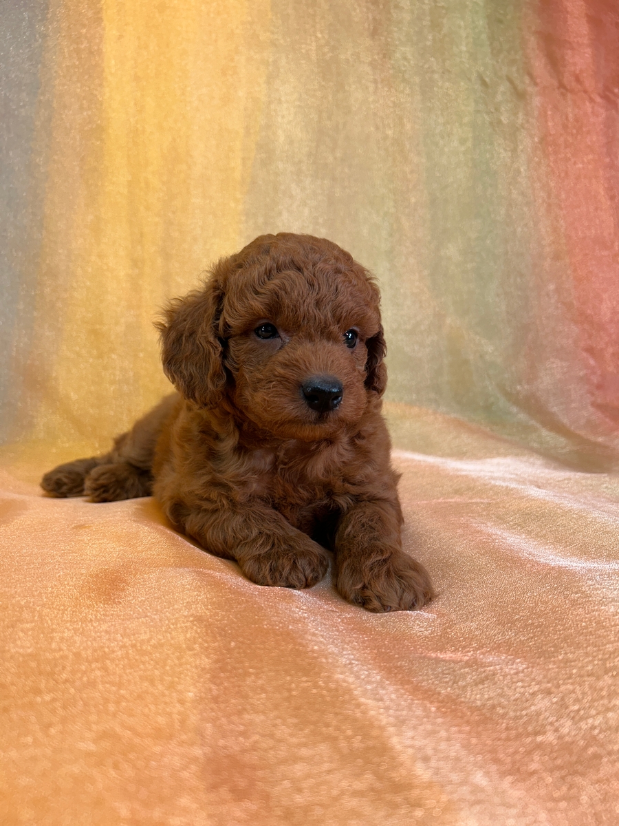 Mini Goldendoodle Breeders Brian and Karen Sterrenberg