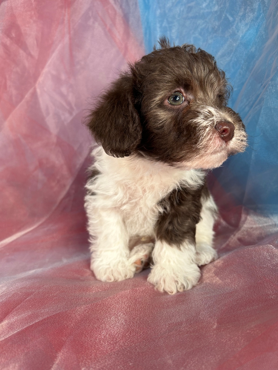 Chocolate and White Miniature Schnoodle Breeders in Iowa