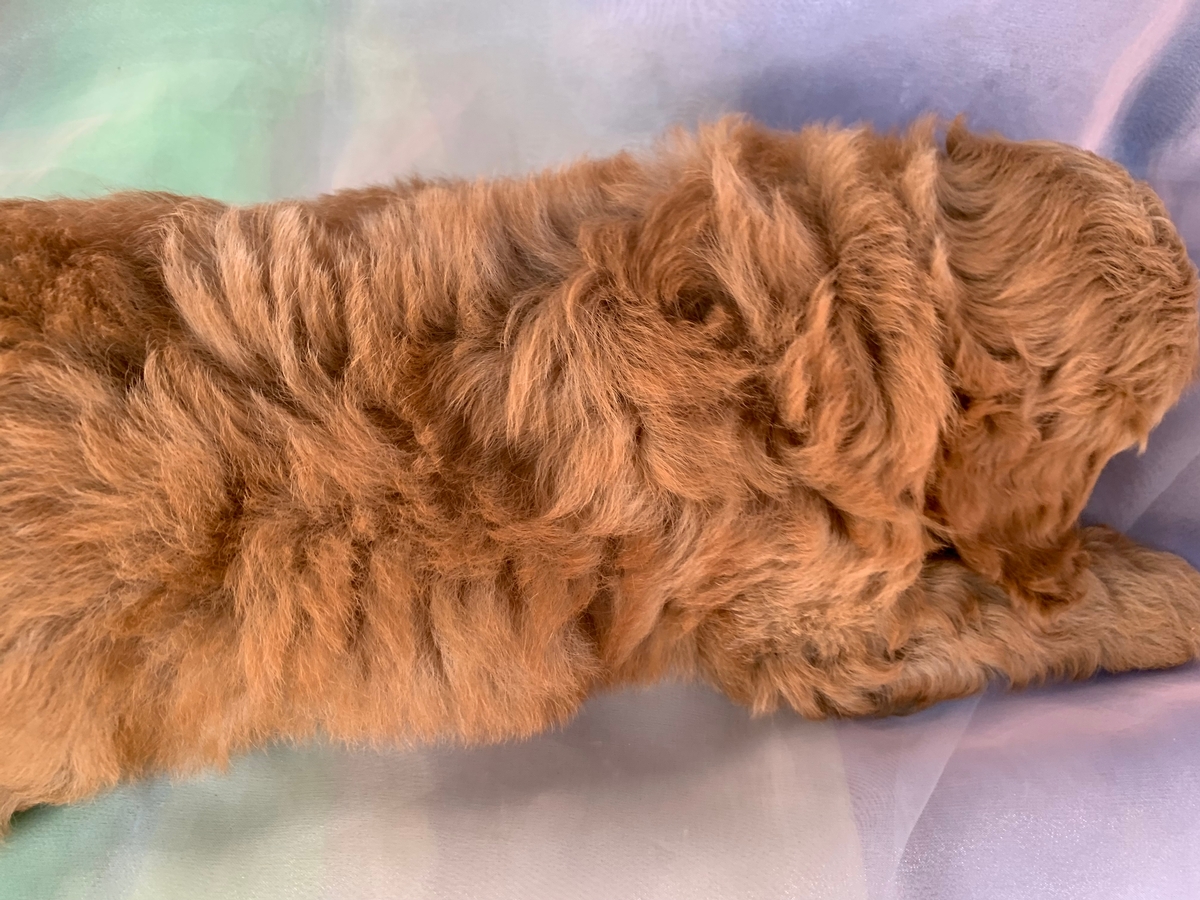 Red Miniature Schnoodle Puppies for Sale in Iowa