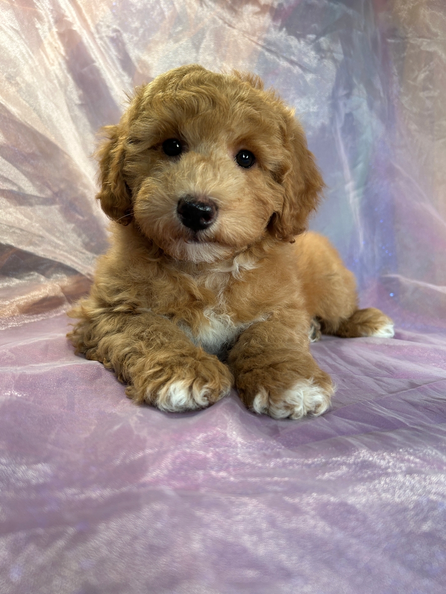 Red F1b Schnoodle Puppy for Sale with White Markings