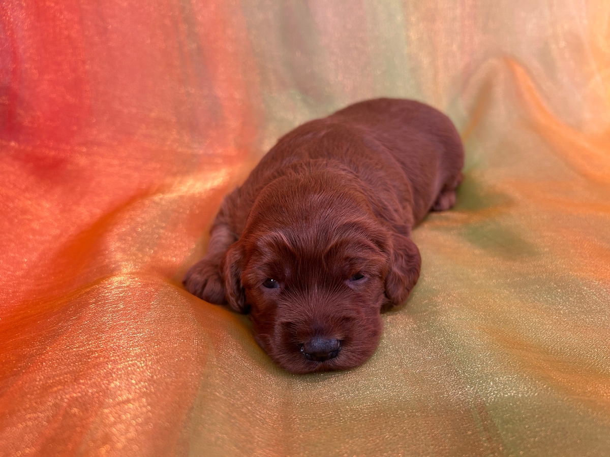 Dark Red Cockapoo Puppies Ready Now!
