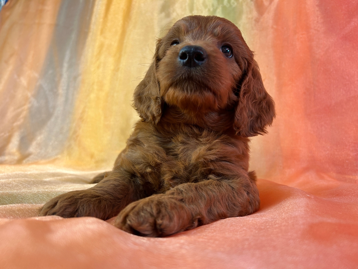 Dark Red Miniature Goldendoodles Ready Now!
