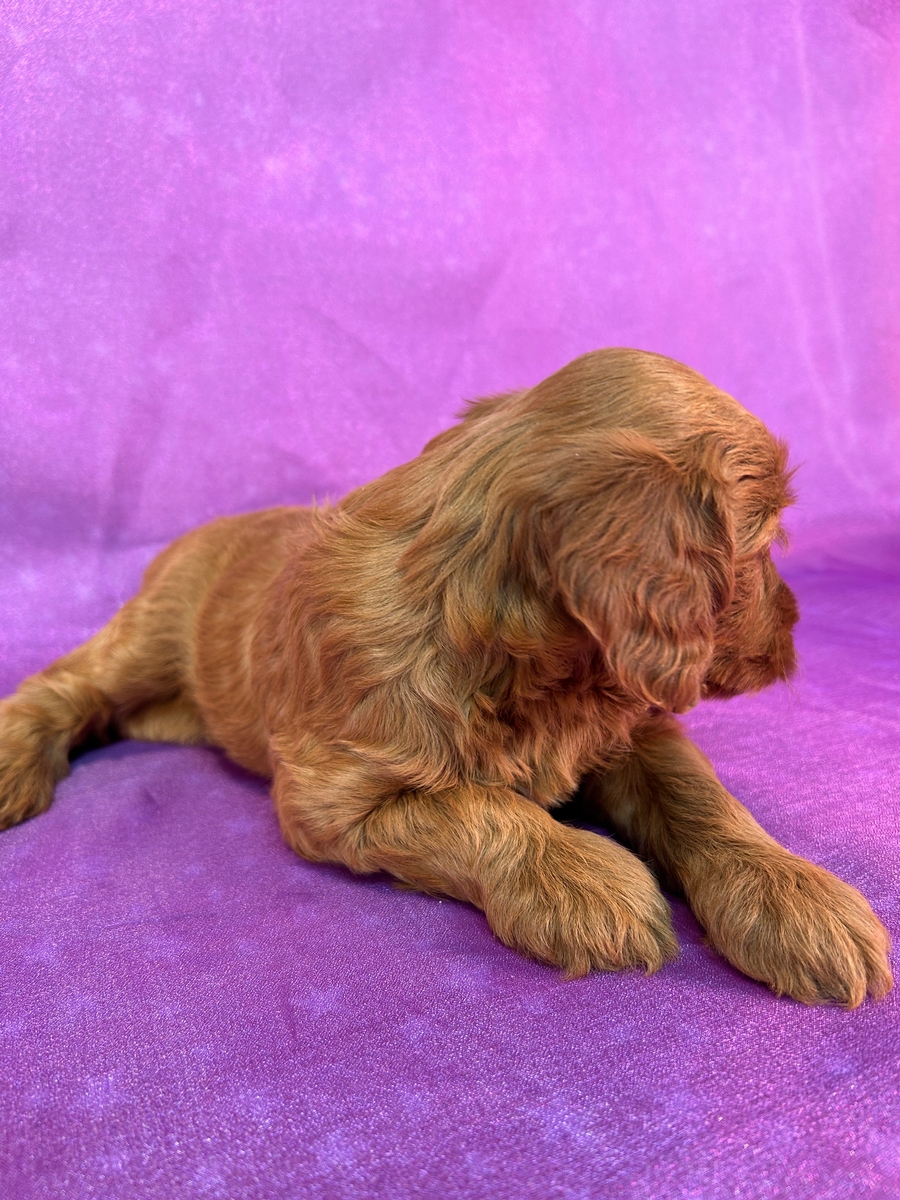Dark Red Miniature Schnoodles for Sale